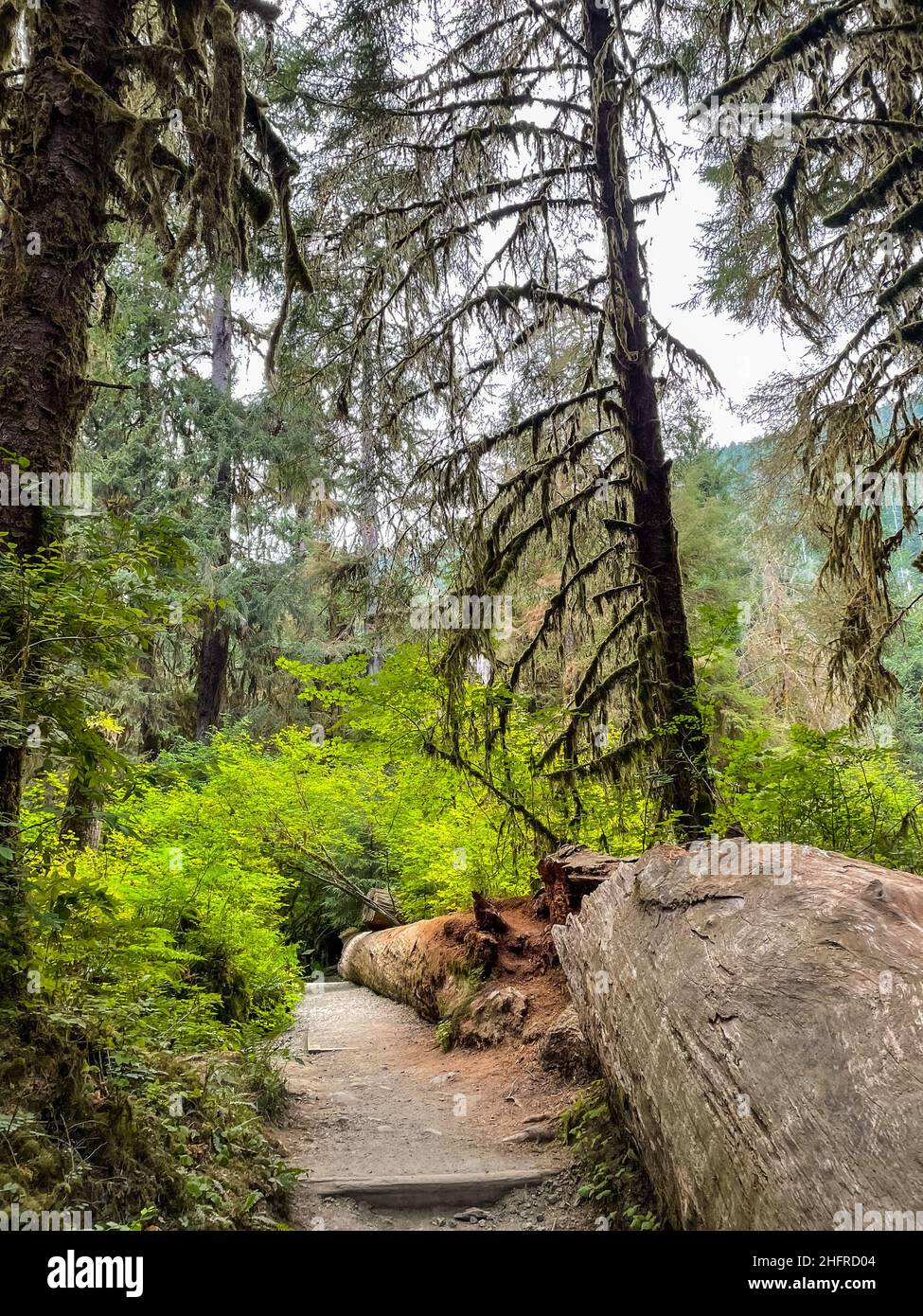 Hoh Rainforest is located on the Olympic Peninsula in the Pacific ...