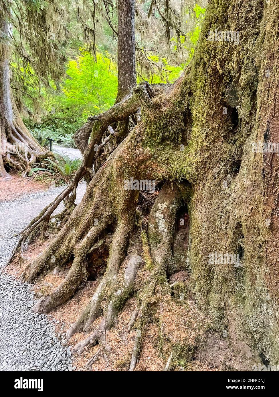 Hoh Rainforest is located on the Olympic Peninsula in the Pacific ...