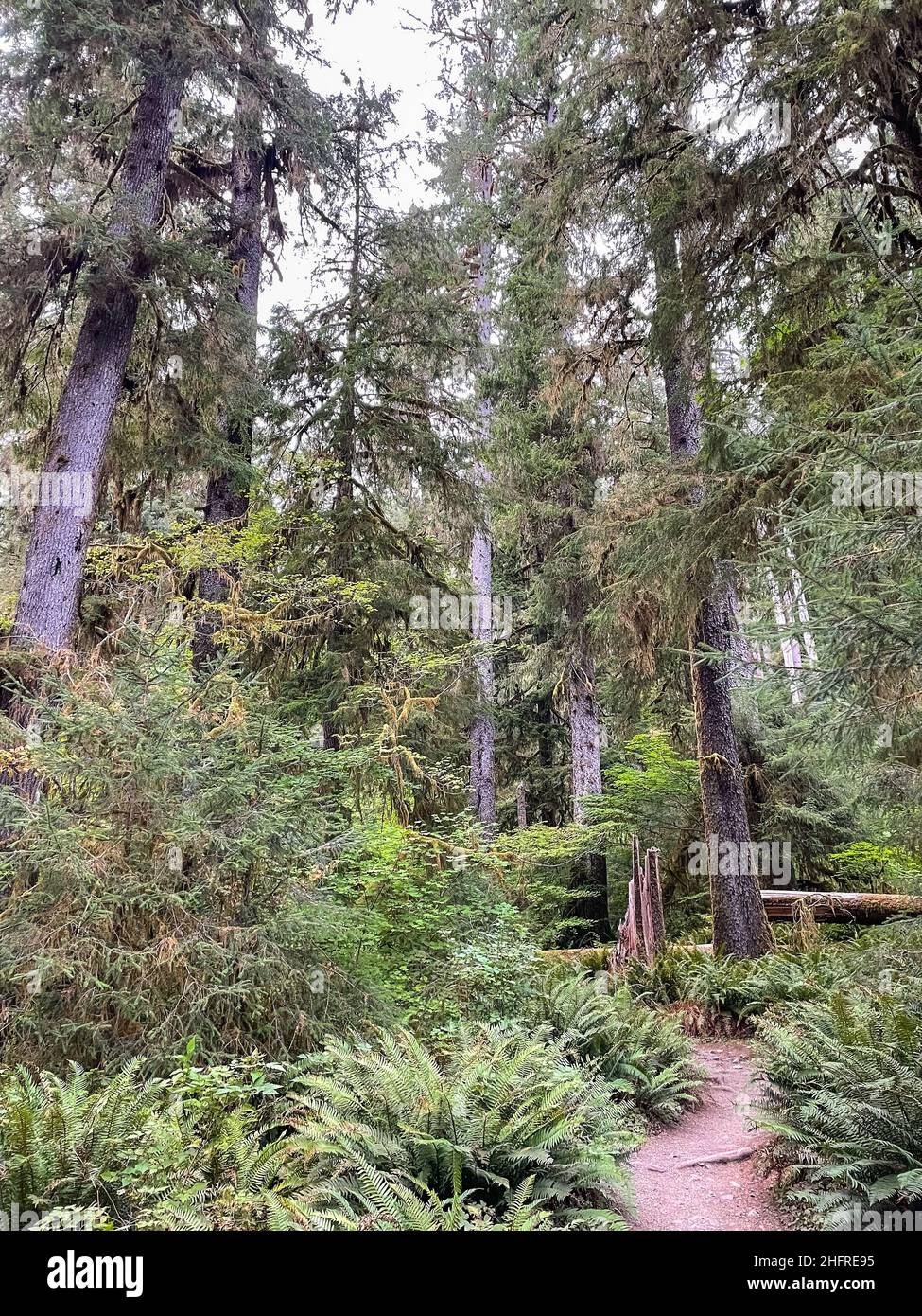 Hoh Rainforest is located on the Olympic Peninsula in the Pacific ...