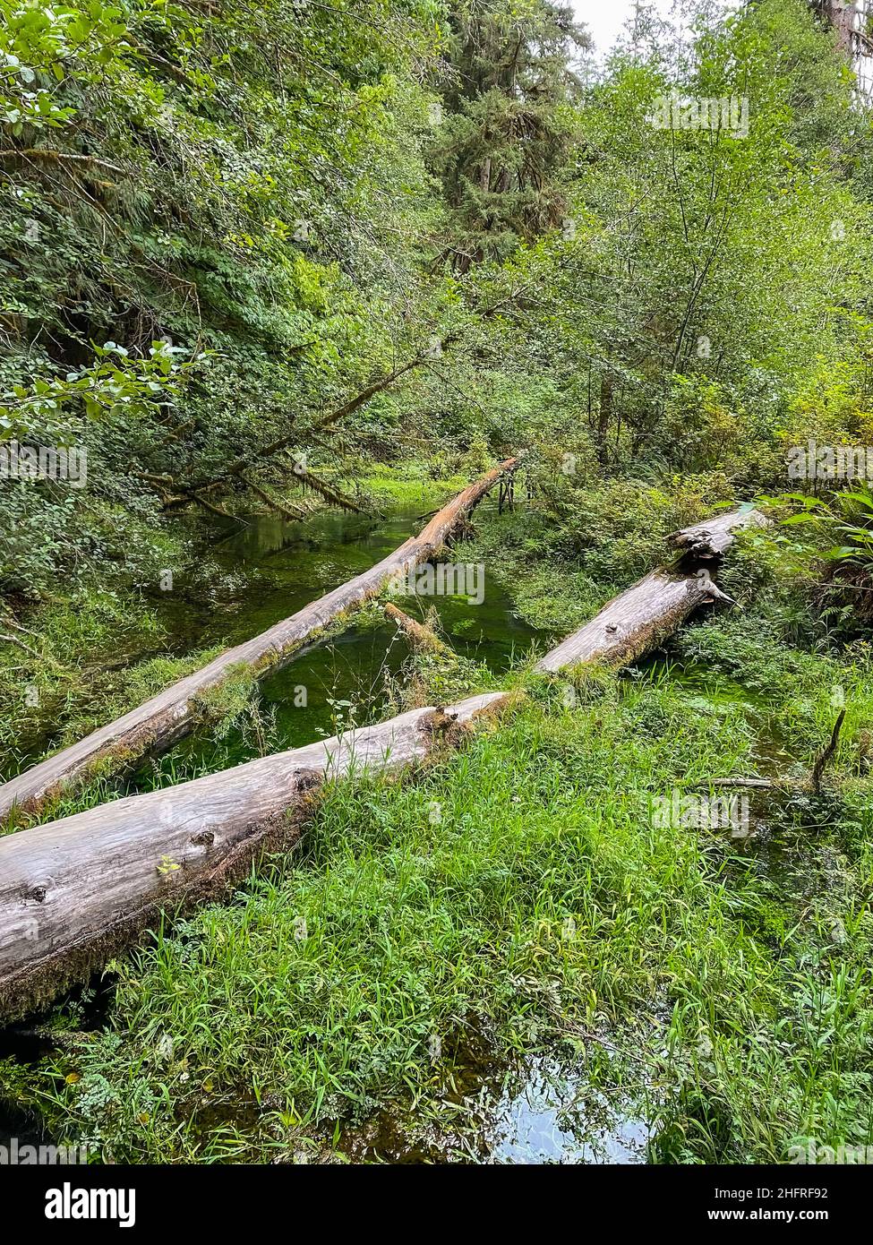 Hoh Rainforest is located on the Olympic Peninsula in the Pacific ...