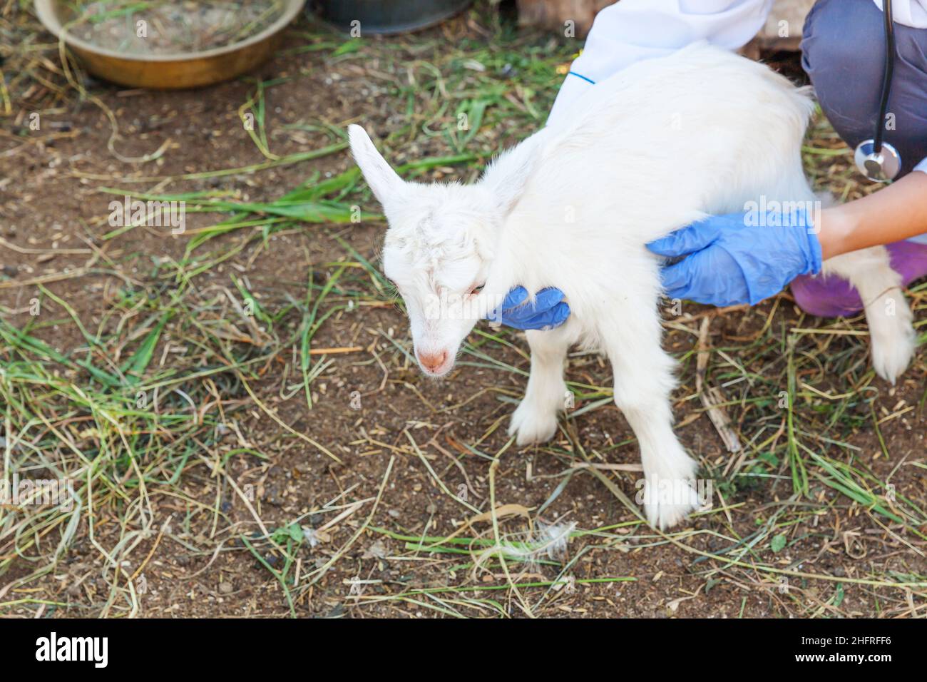 Young veterinarian woman with stethoscope holding and examining goat ...
