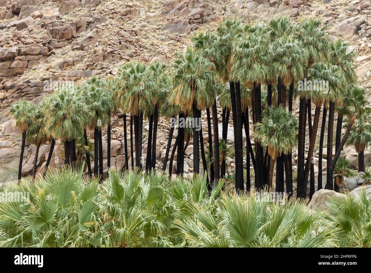 California Fan Palm Trees showing damage and recovery from 2019 Human ...