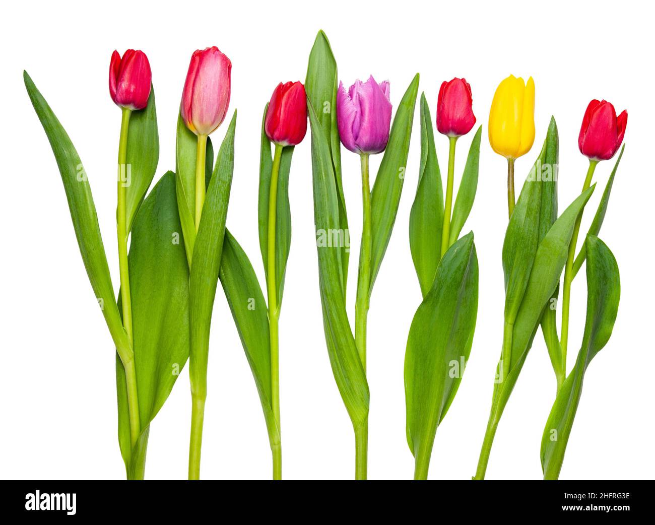 tulips isolated on white background Stock Photo - Alamy