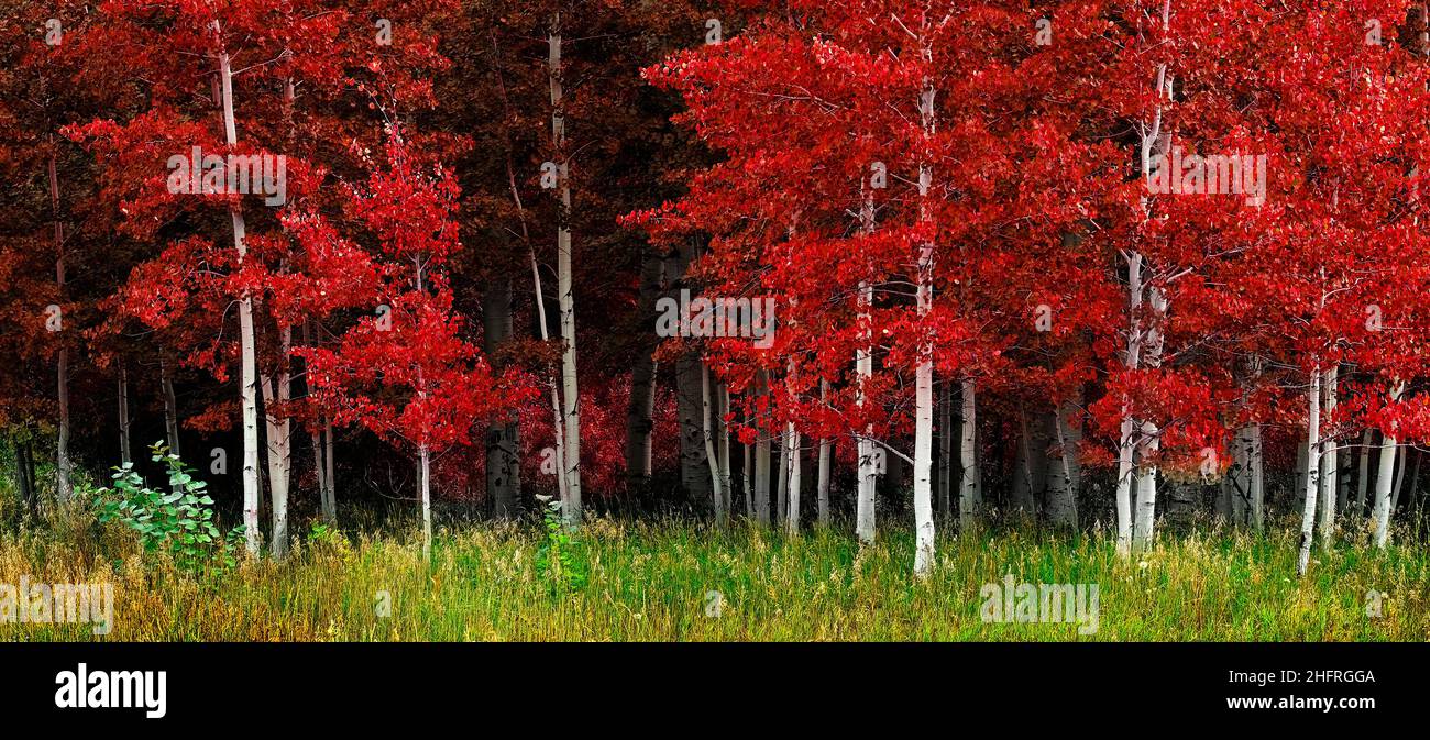 Aspen trees with white trunks during autumn fall lush red forest ...