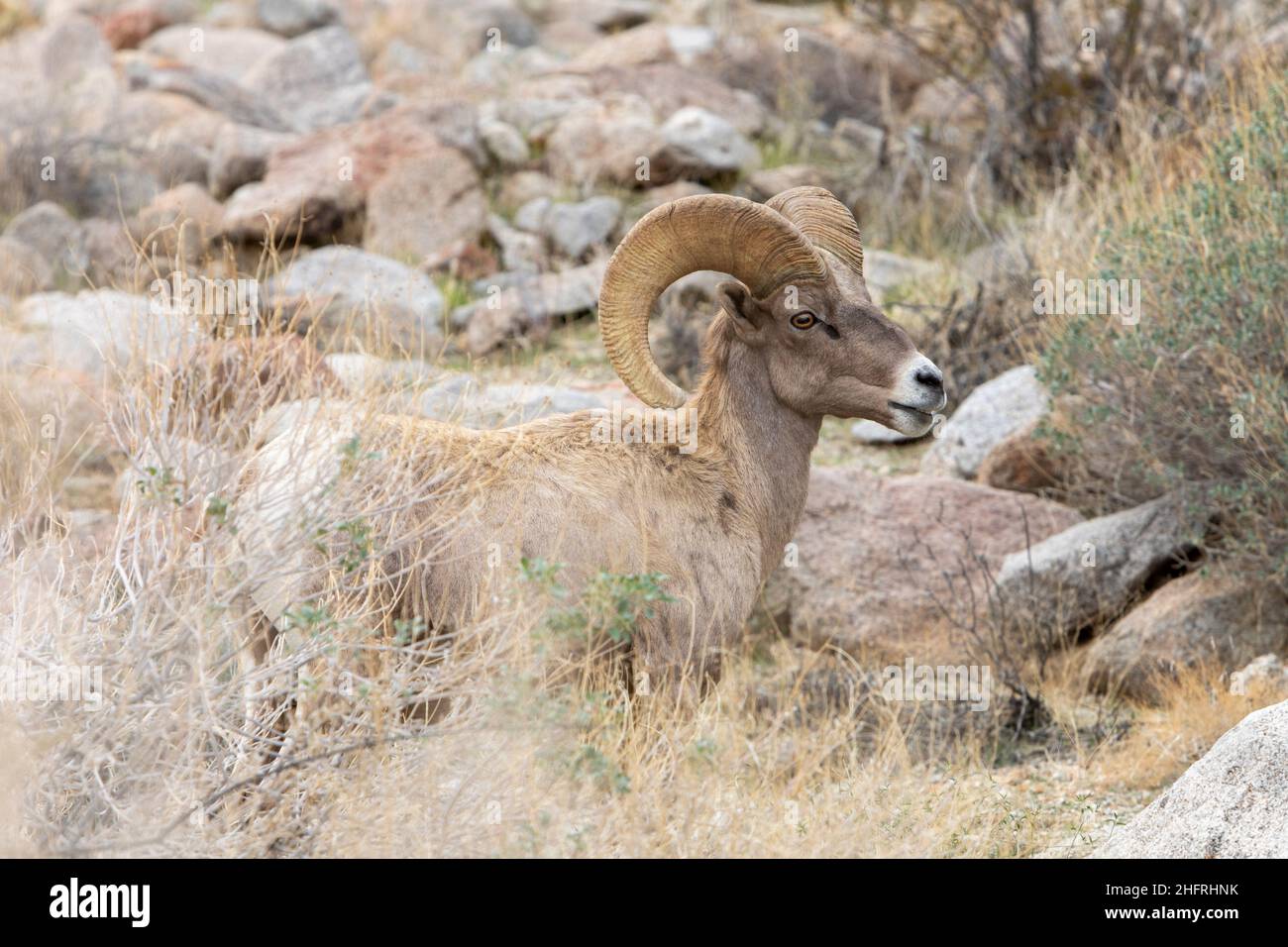 Peninsular Bighorn Sheep (Endangered) Ram on Borrego Palm Canyon hiking ...