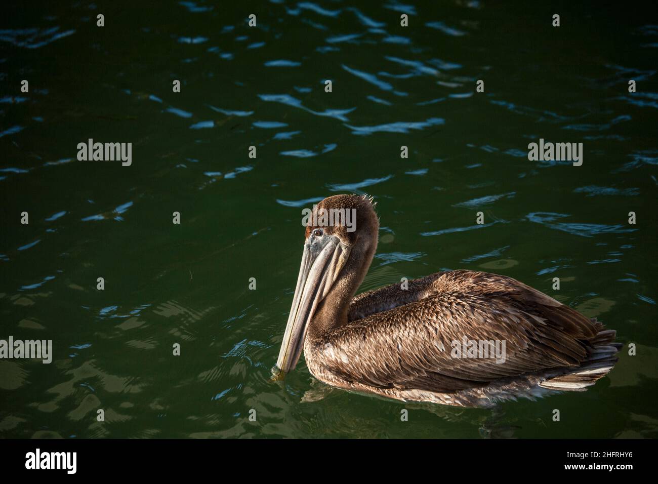 Brown Pelican floating in ocean water, Sanibel Island, Florida, USA US ...