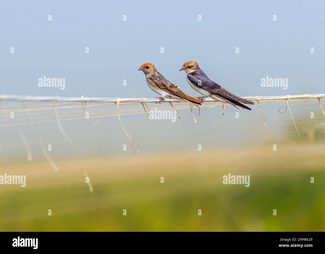 Wire outline of eye hi-res stock photography and images - Alamy