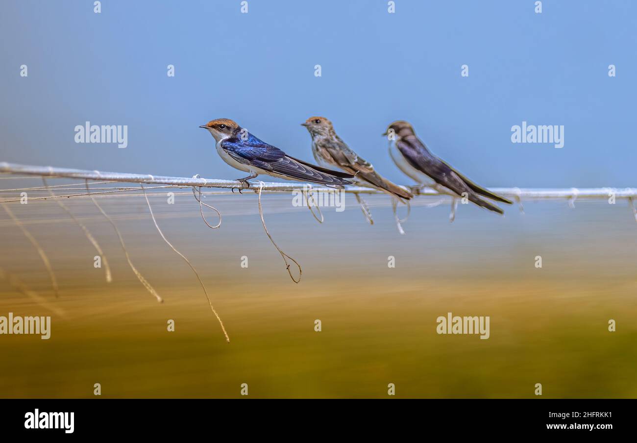 Wire Tail Swallow triplet over a lake with selective focusing Stock ...