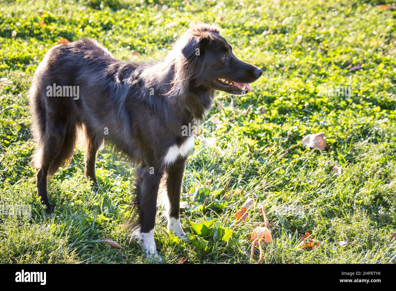 Black white brown border collie hi-res stock photography and images - Alamy