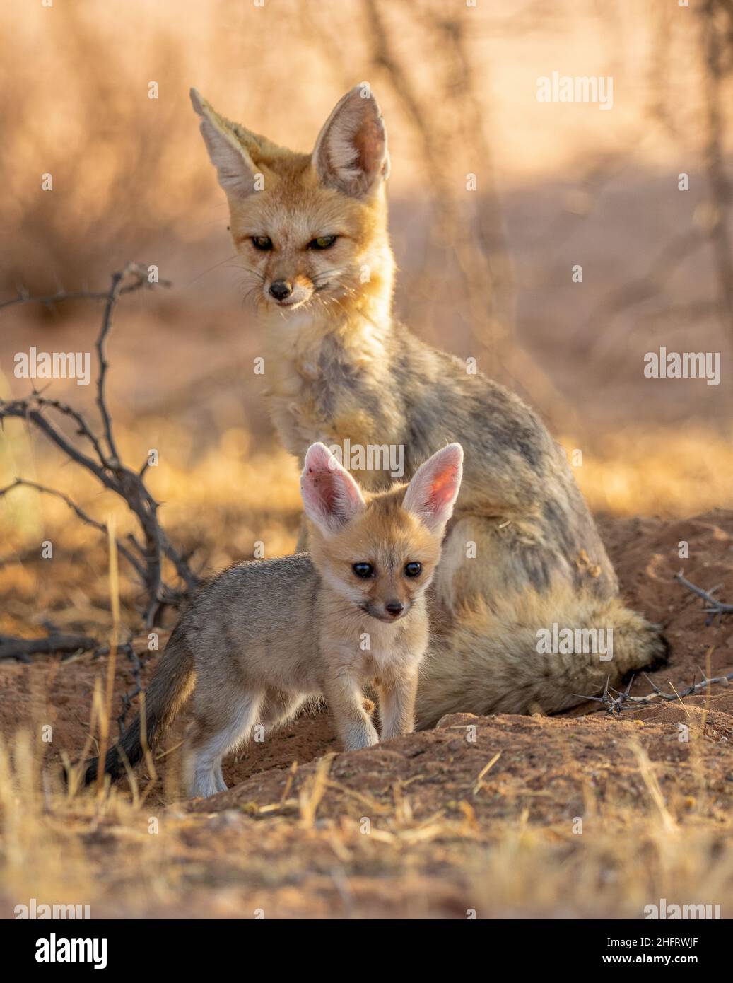 Cape Fox with pup in the Kgalagadi Stock Photo - Alamy