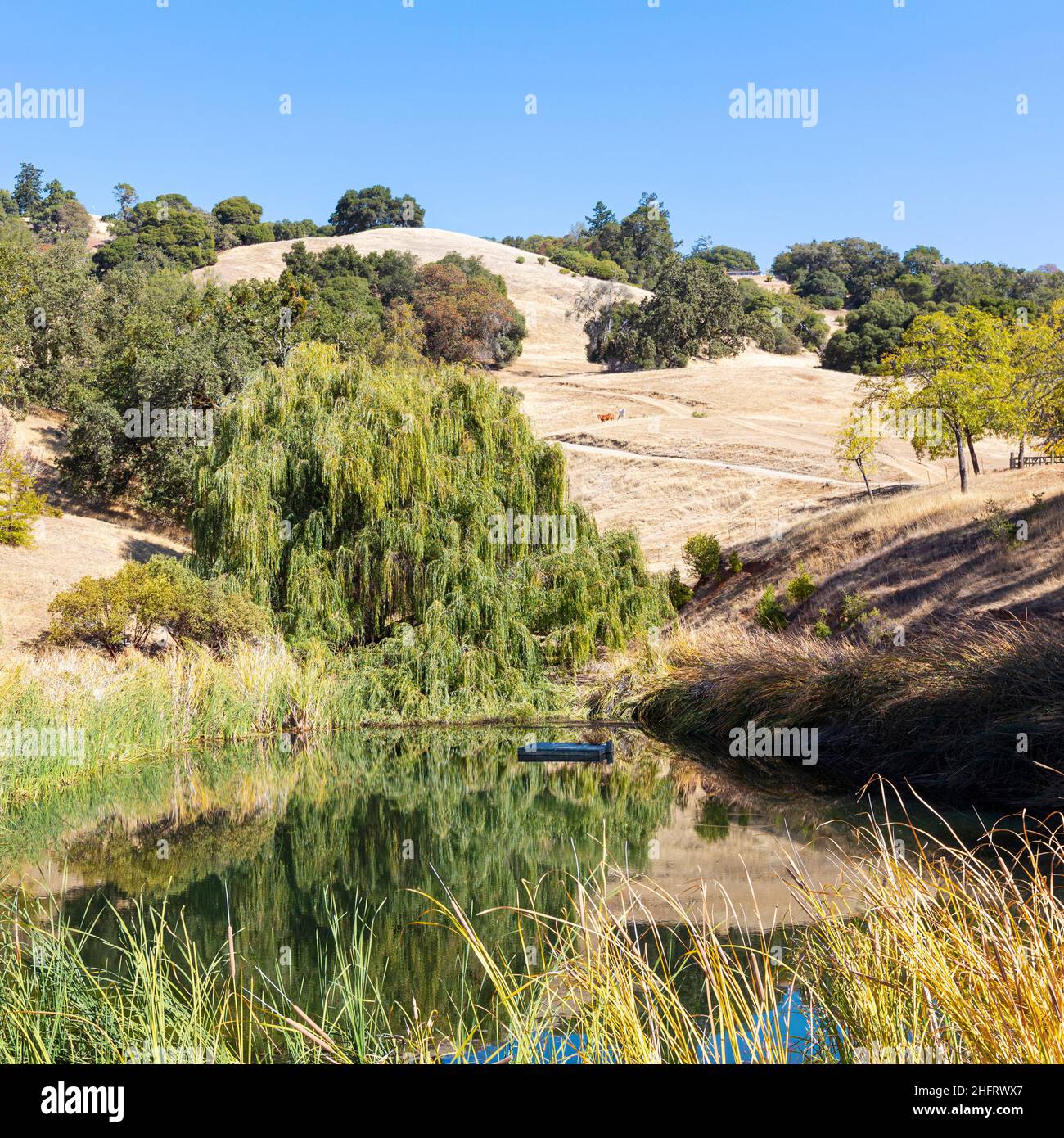 Rolling hills golden grass oak hi-res stock photography and images - Alamy