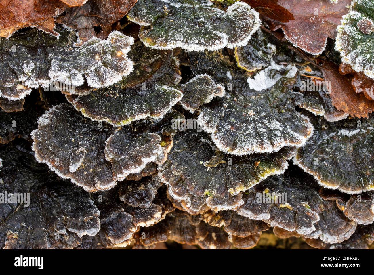 Choas, abstract patterns and textures in nature and the environment ...