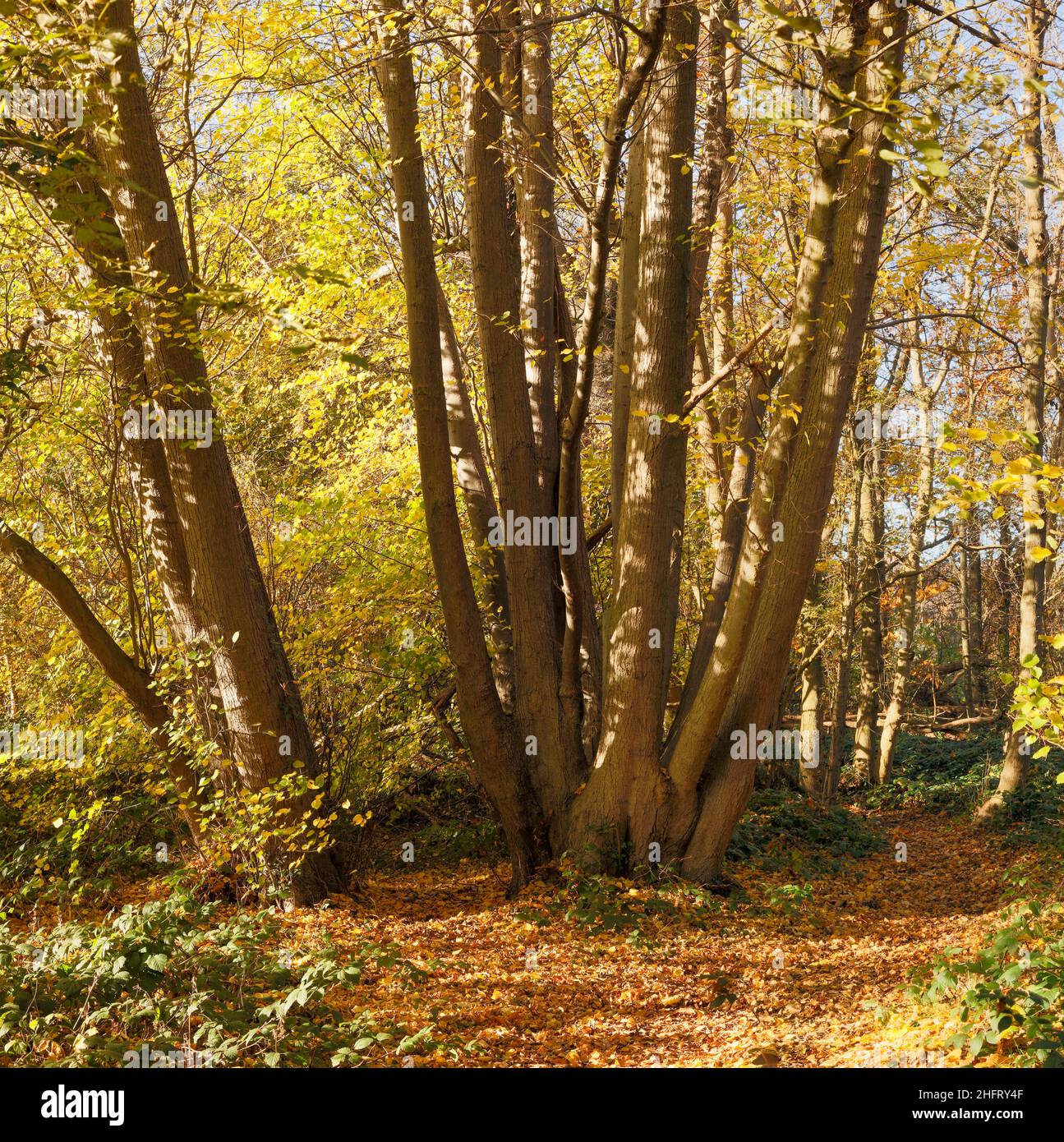 Palliative autumn woodland still life of a stand of trees with backlit ...