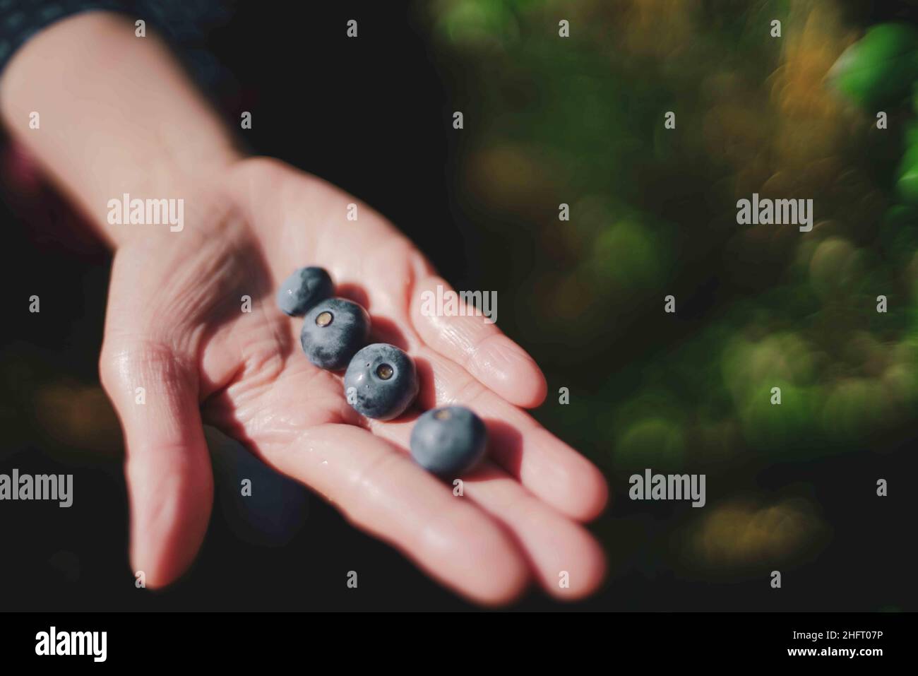 Hand picked blueberry hi-res stock photography and images - Alamy