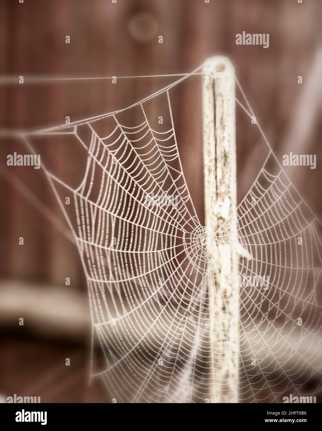 Structural Spiders web in close up, natural patterns and textures in ...