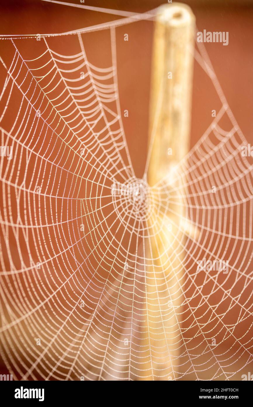 Structural Spiders web in close up, natural patterns and textures in ...