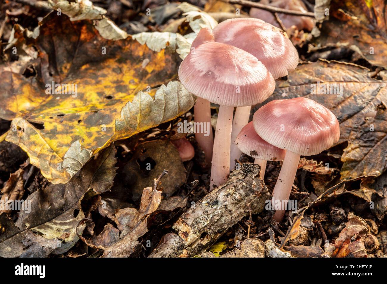 Close-up natural environmental portrait of fungi as symbols of life ...