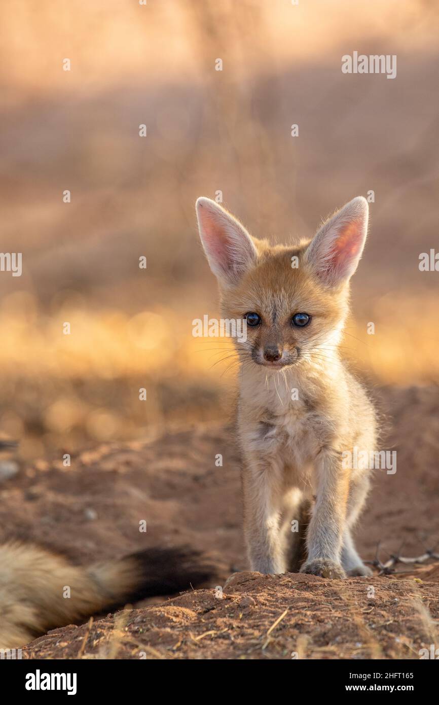 Cute Cape Fox pup in the Kgalagadi Stock Photo - Alamy
