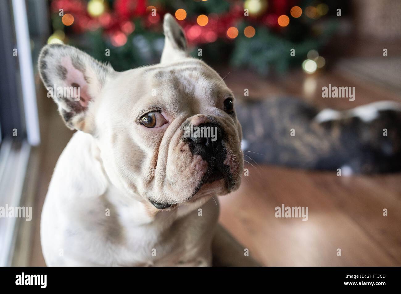 French Bulldog Dog Standing and staring at camera Stock Photo - Alamy