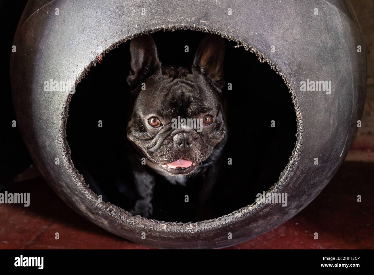 Black French Bulldog Dog inside the dog house and looking something ...