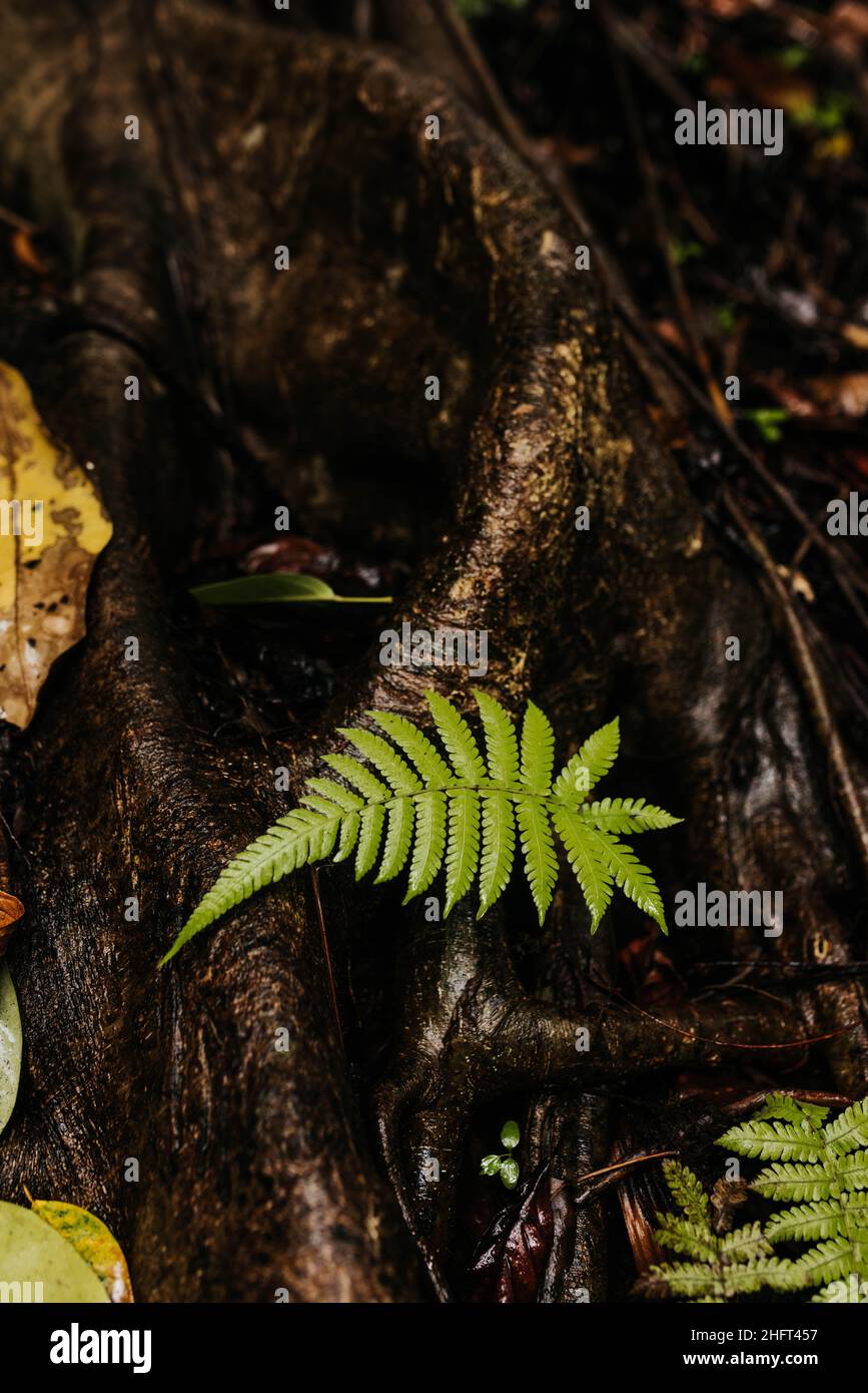 Tree roots growing above ground hi-res stock photography and images - Alamy