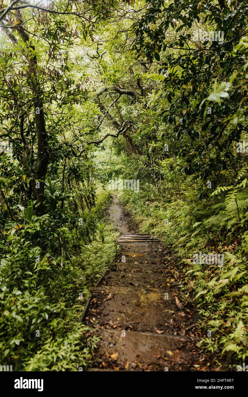 Foot path down a hill surrounded by lush foliage in a forest Stock ...