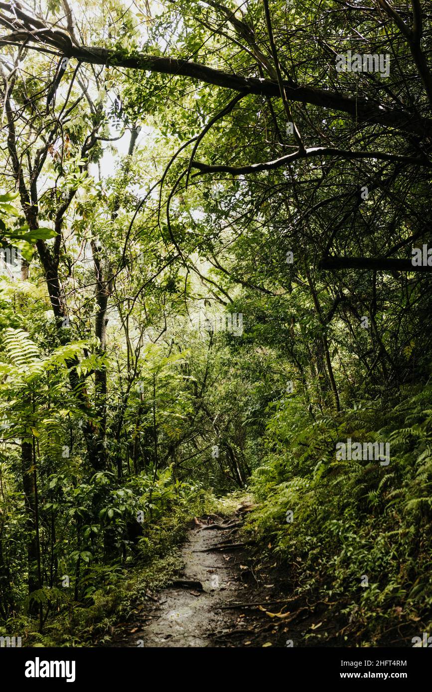 Muddy hiking trail after a rainstorm in a Hawaiian forest Stock Photo ...