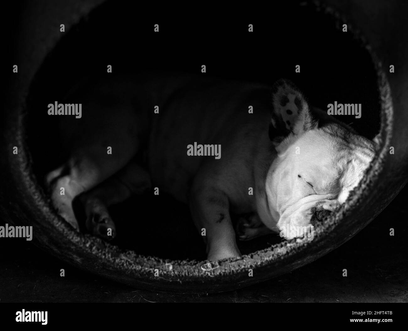 Cute french bulldog sleeping inside the dog House Stock Photo - Alamy