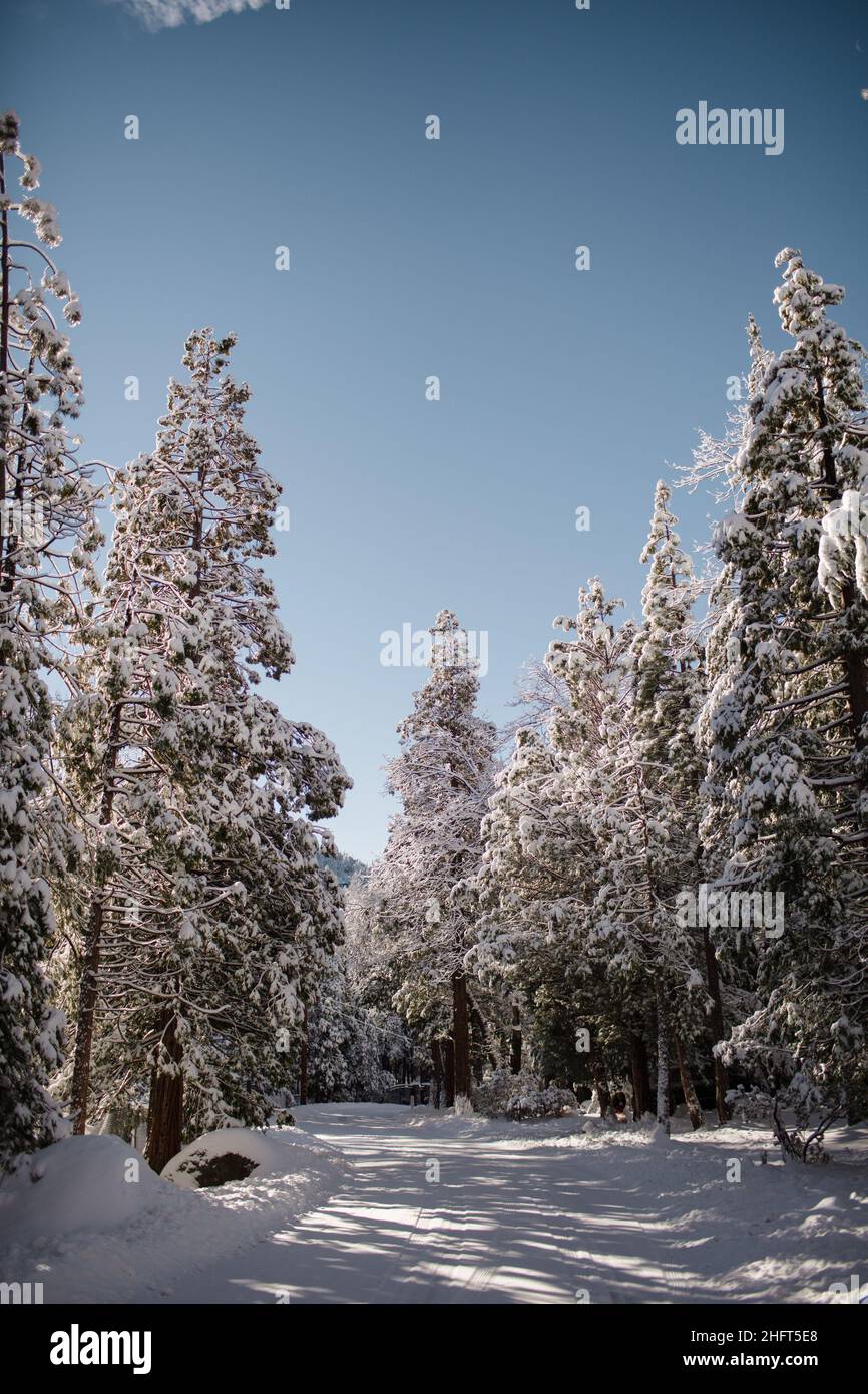 Snow Covered Street & Trees in Idyllwild Stock Photo - Alamy