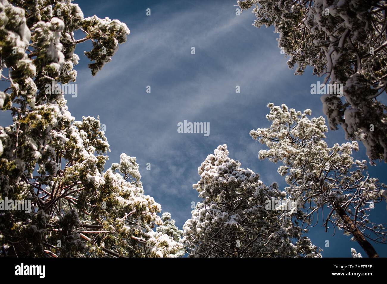 Idyllwild pine trees hi-res stock photography and images - Alamy