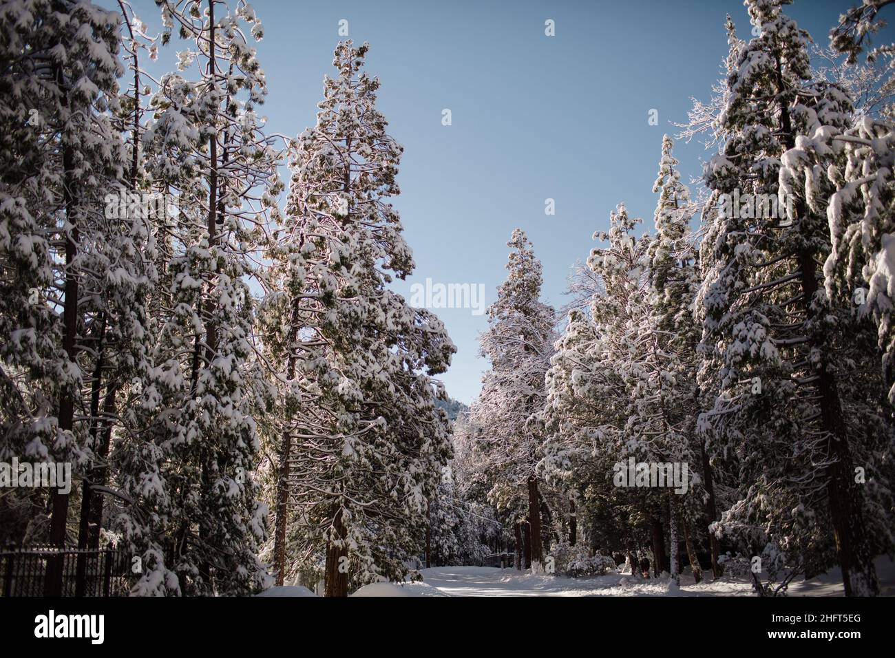 Snow Covered Street & Trees in Idyllwild Stock Photo - Alamy