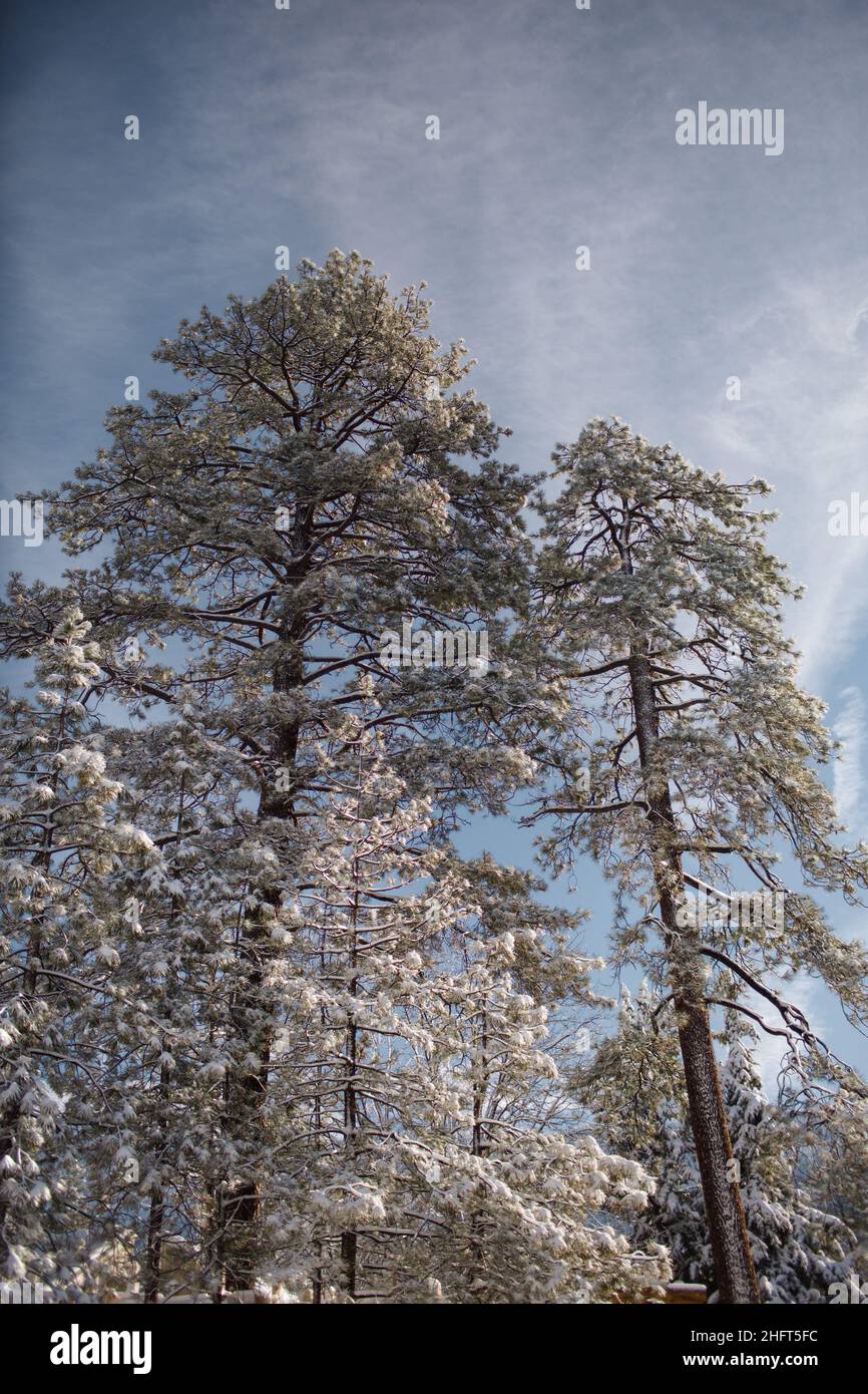 Snow Covered Trees in Idyllwild Stock Photo - Alamy