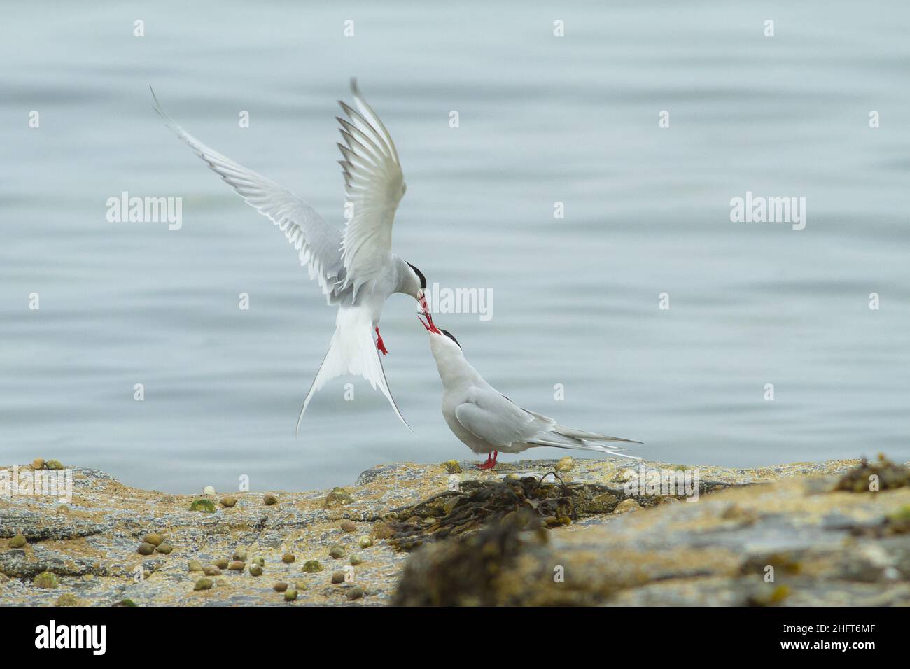 Pair of arctic terns hi-res stock photography and images - Alamy