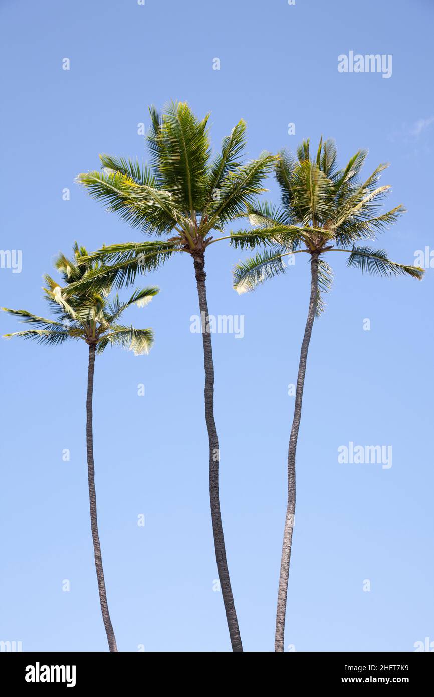 Three Palm Trees in the Sun, O'ahu, HI, US Stock Photo - Alamy