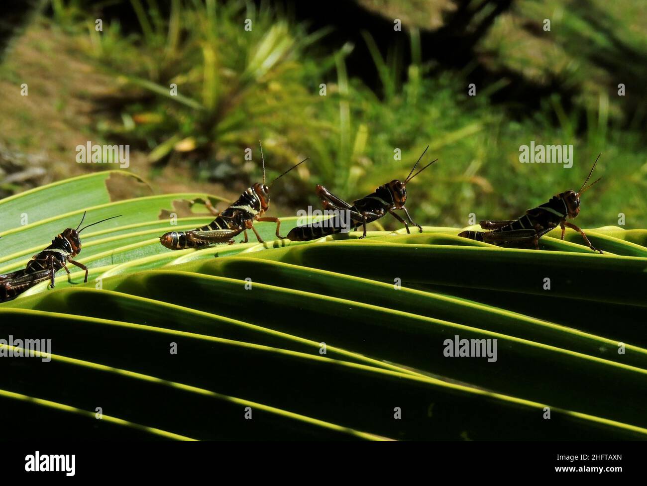 salvador, bahia, brazil - january 17, 2022: locust insect seen in ...
