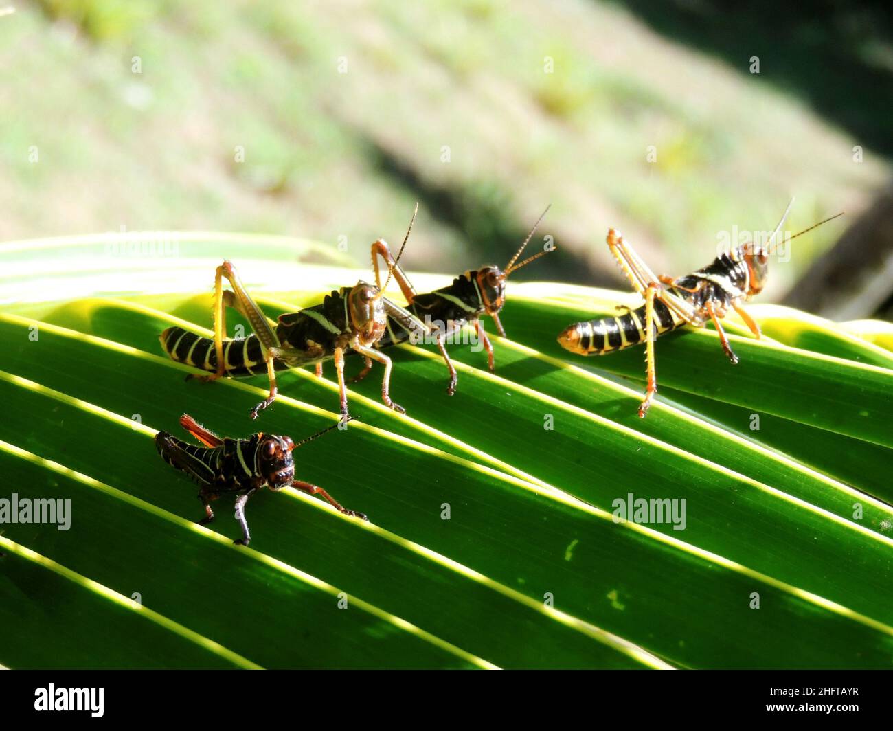 salvador, bahia, brazil - january 17, 2022: locust insect seen in ...