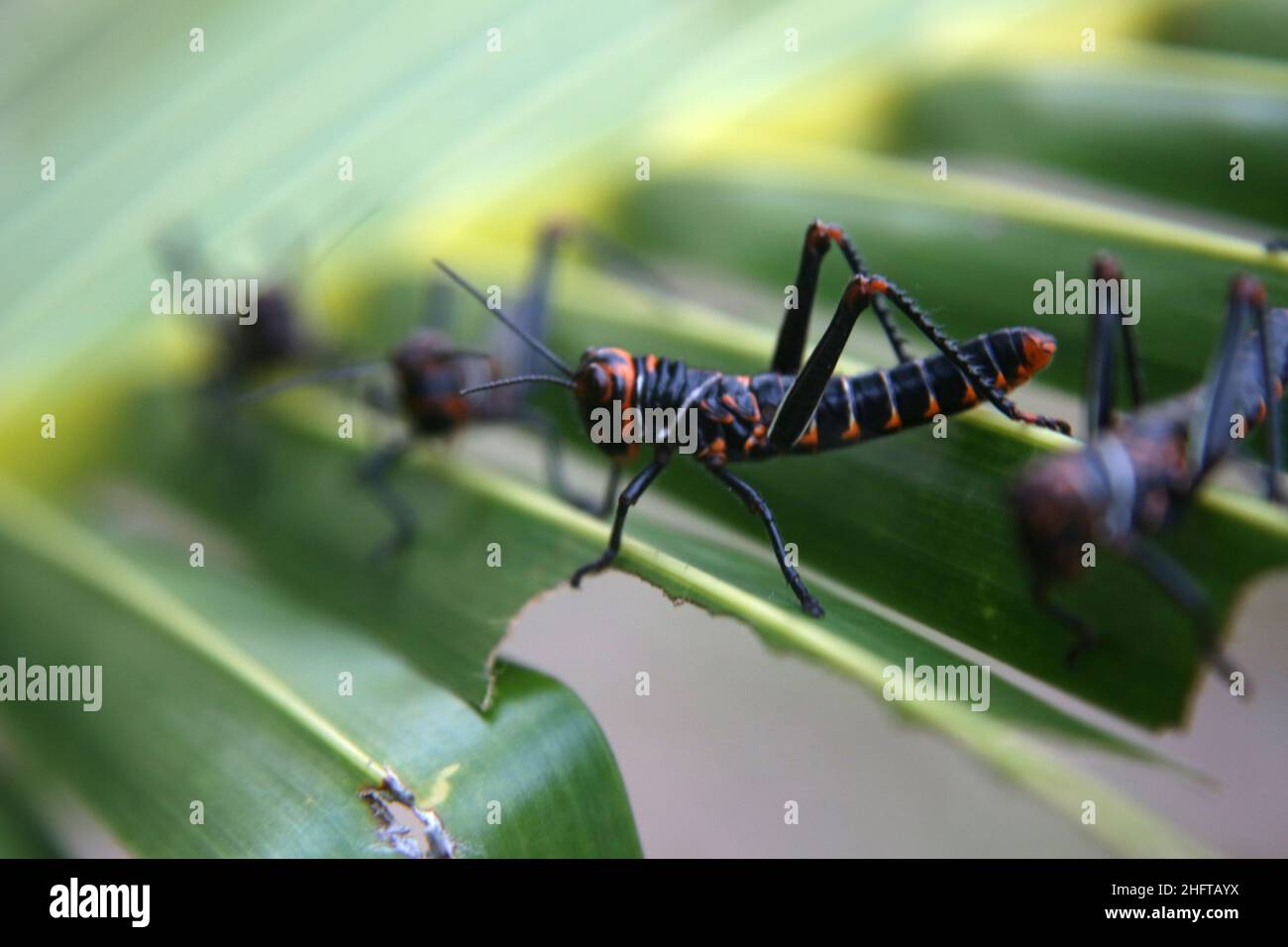 salvador, bahia, brazil - january 17, 2022: locust insect seen in ...