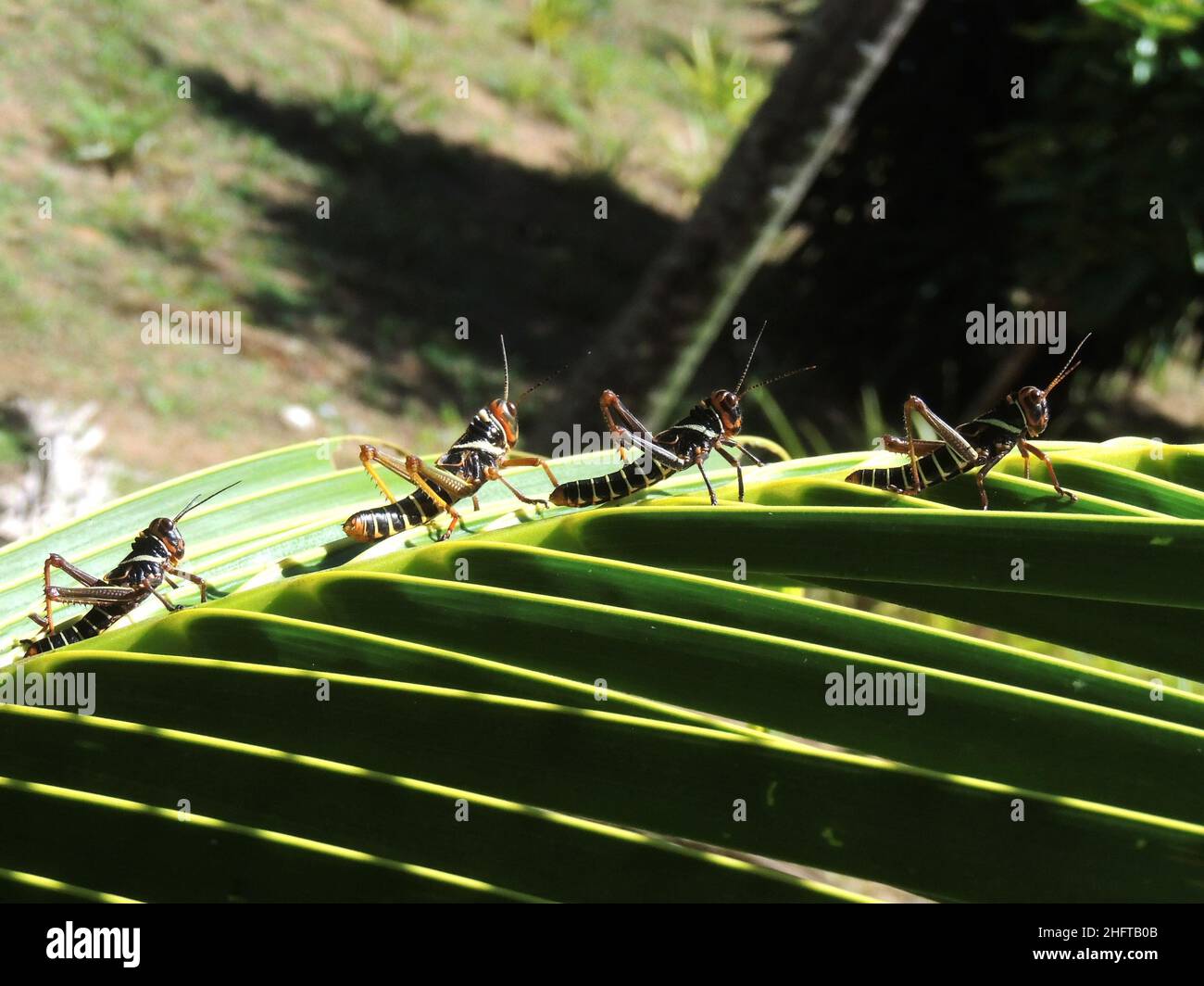 salvador, bahia, brazil - january 17, 2022: locust insect seen in ...