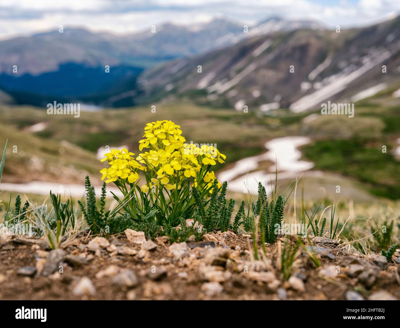 Spring flower in rocky hi-res stock photography and images - Alamy