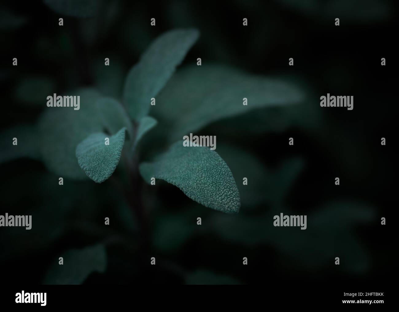 Macro, green, leaves, leaf, garden, color, nature, moody Stock Photo ...