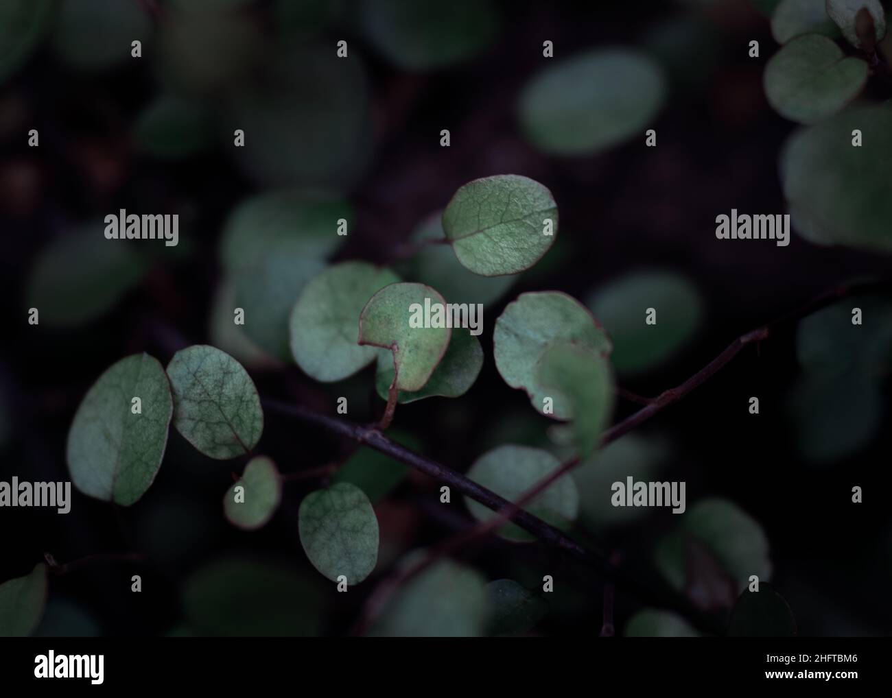 Moody leaf hi-res stock photography and images - Alamy