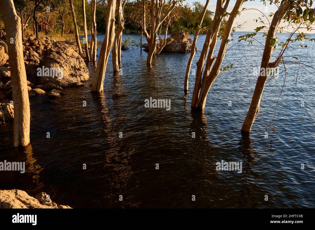 The scene of trees in the water in sea shore Stock Photo - Alamy