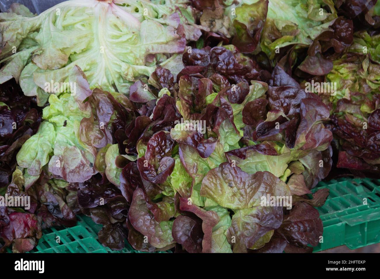 salad stand on crates Stock Photo - Alamy