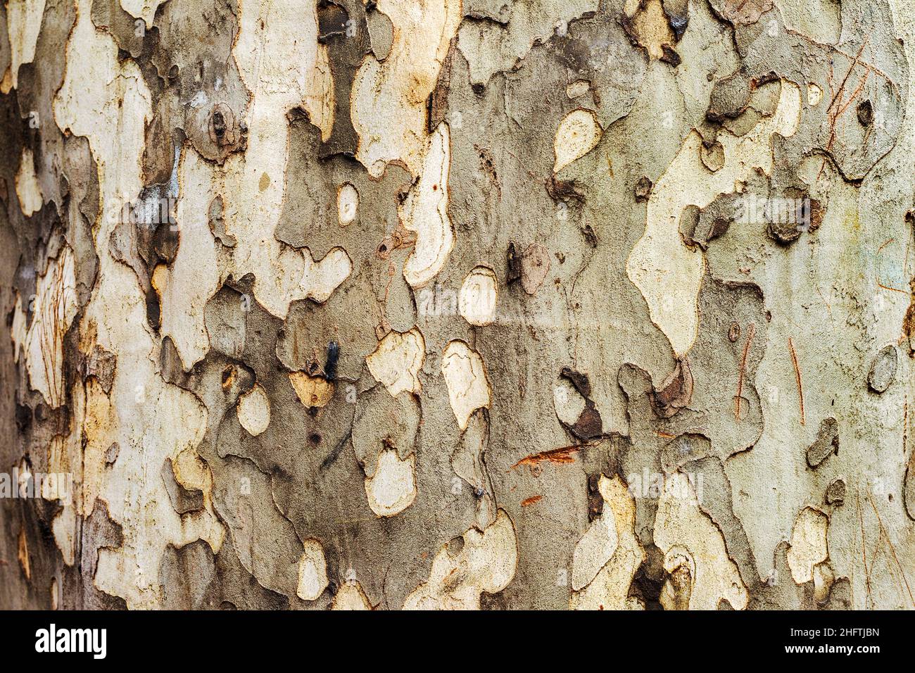 Old Wood Tree Texture Background Pattern Stock Photo - Alamy