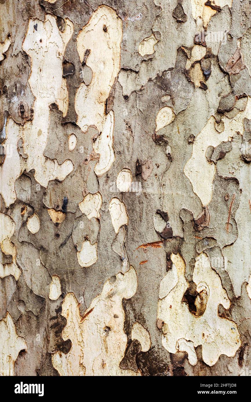 Old wood tree hi-res stock photography and images - Alamy