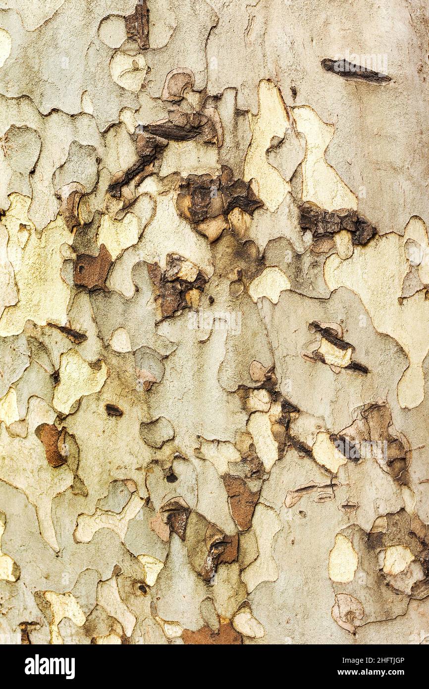 Old Wood Tree Texture Background Pattern Stock Photo - Alamy