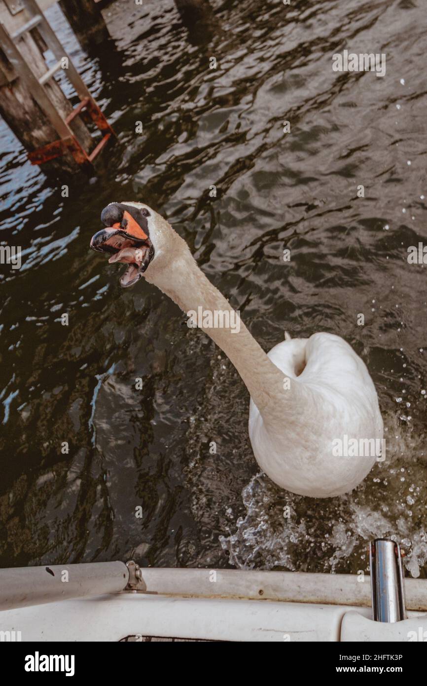 A wild swan screaming for food Stock Photo - Alamy