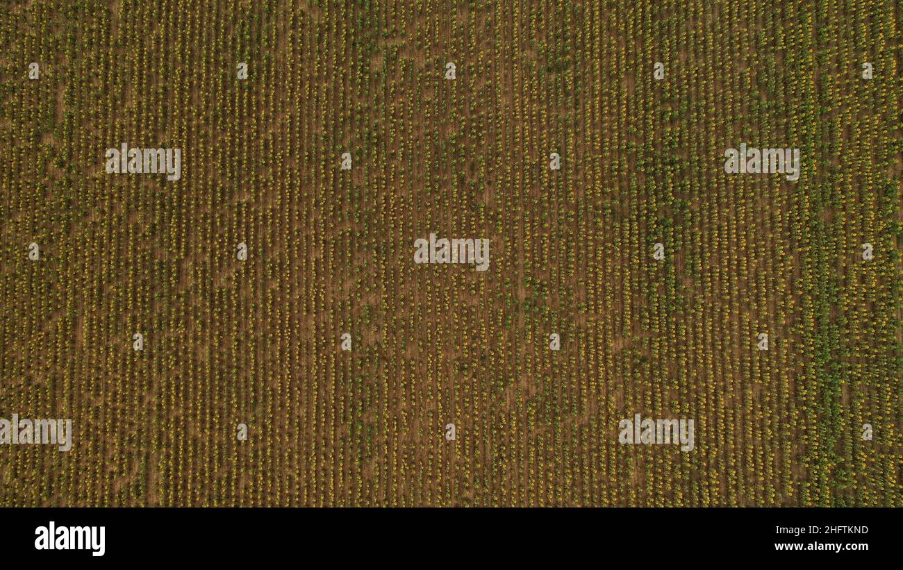 Top view field flowering sunflower hi-res stock photography and images ...