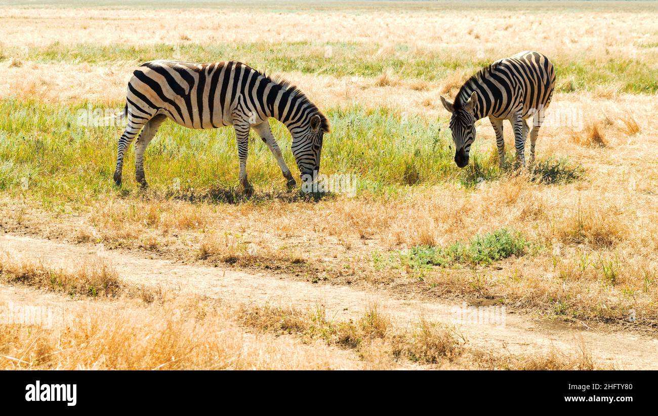 Zebra on the dry brown savannah grasslands browsing and grazing. focus ...