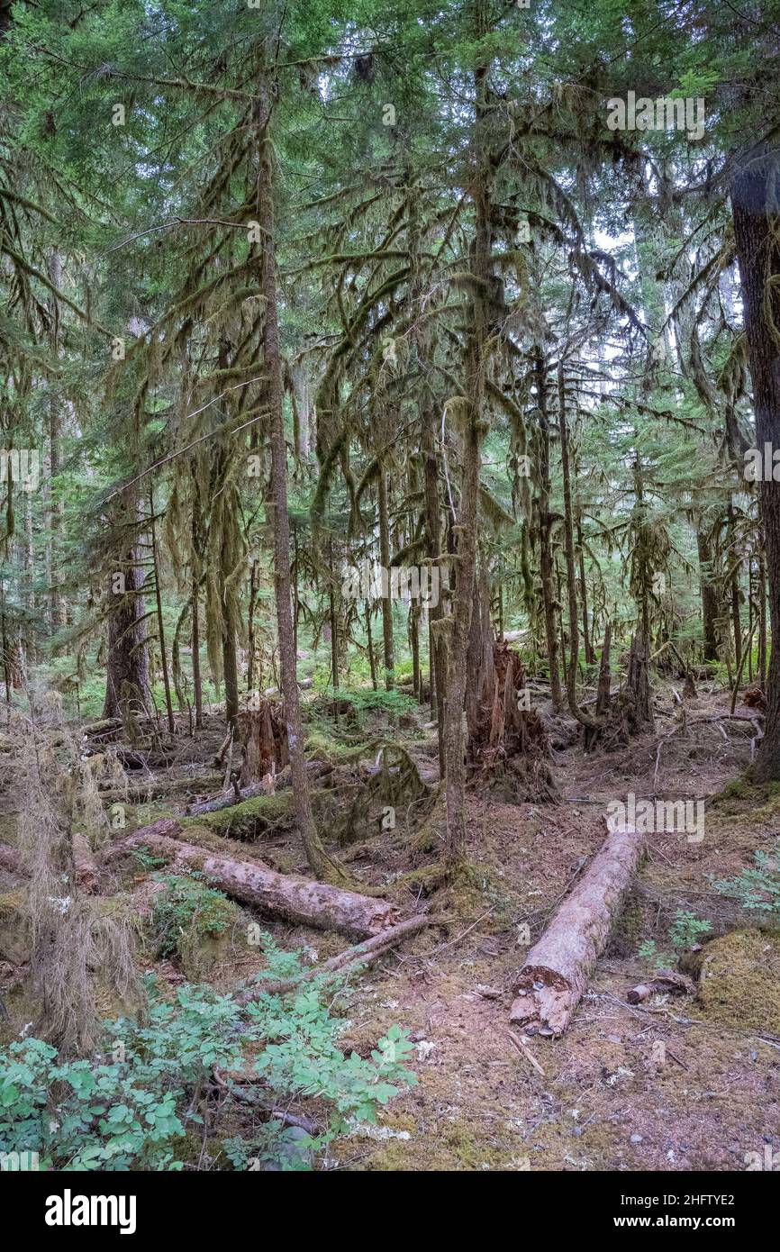 Sol Duc Falls in Sol Duc Valley are called the most beautiful falls in ...